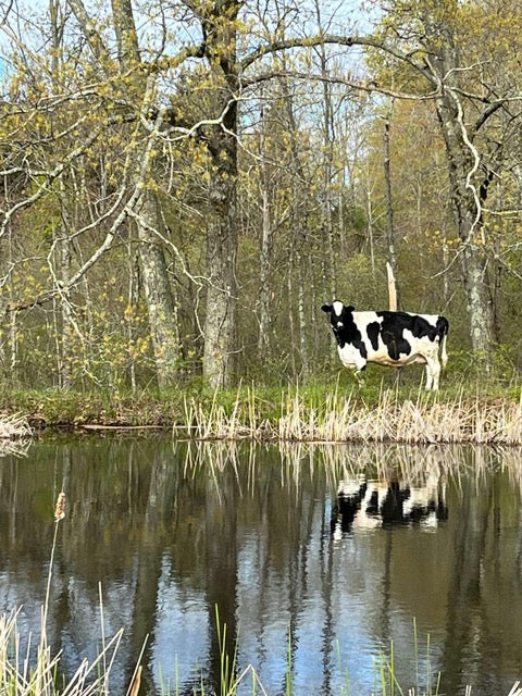 Celebrating the Matriarchs of Thorncrest Farm – Thorncrest Farm, LLC ...